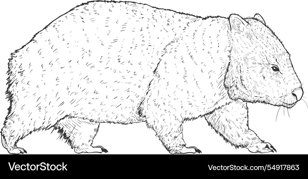 Sketch wombat full body Royalty Free Vector Image