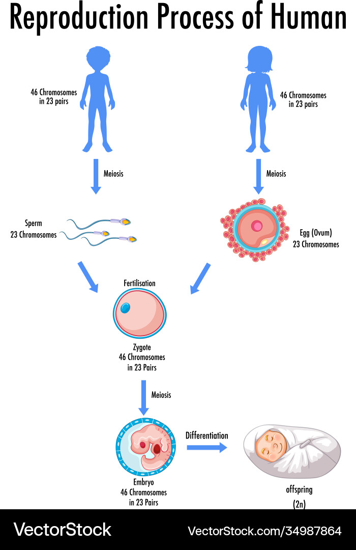 Reproduction process human infographic Royalty Free Vector