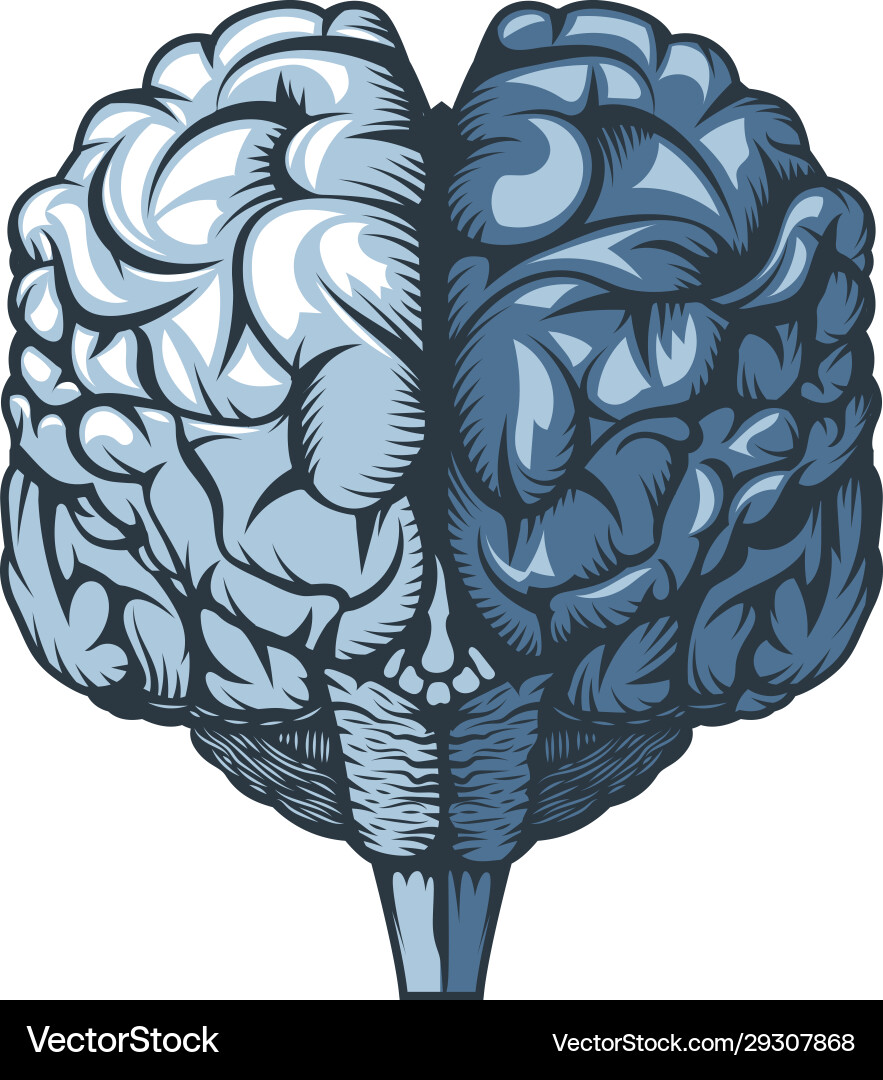 Human brain on a white background freehand drawing