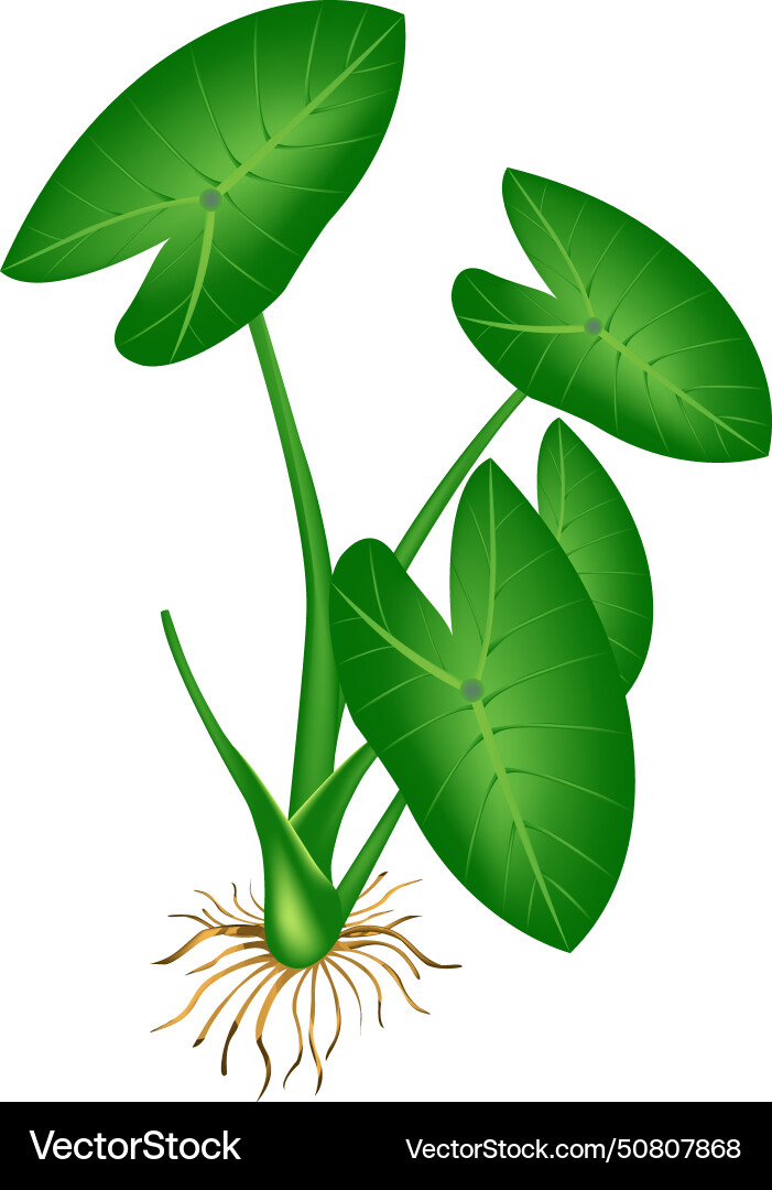 Taro plant design Royalty Free Vector Image - VectorStock