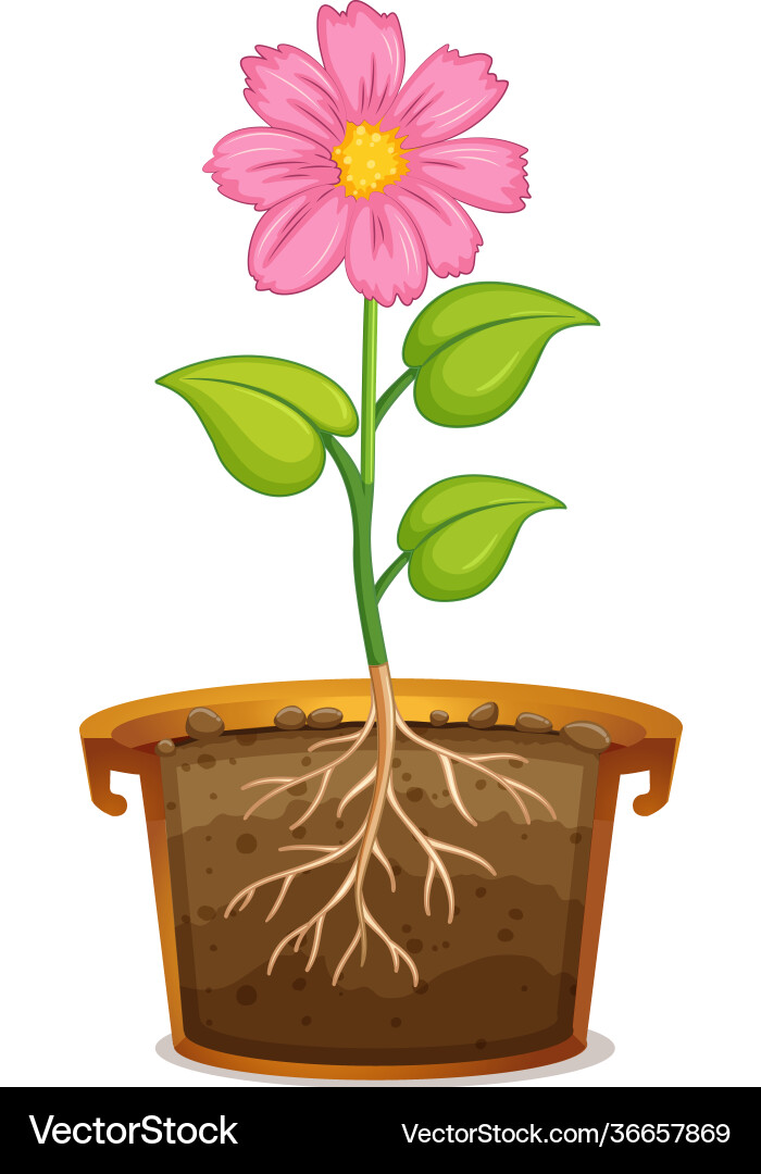 A pink flower with roots in pot Royalty Free Vector Image