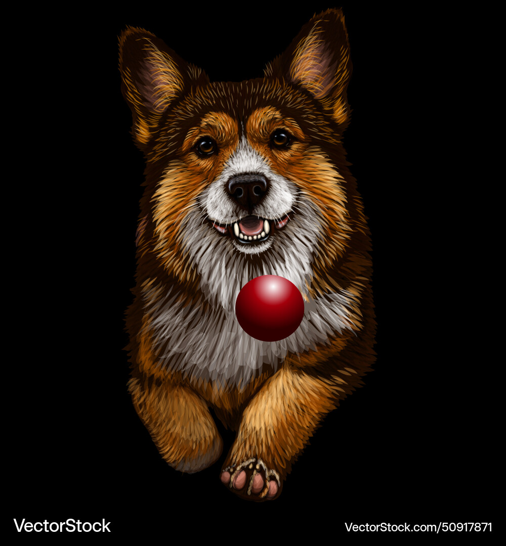 A pembroke welsh corgi dog Royalty Free Vector Image