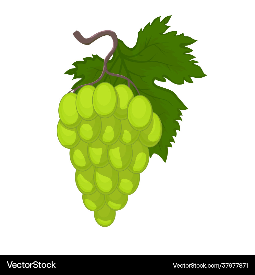 Bunch wine grapes in cartoon styl Royalty Free Vector Image