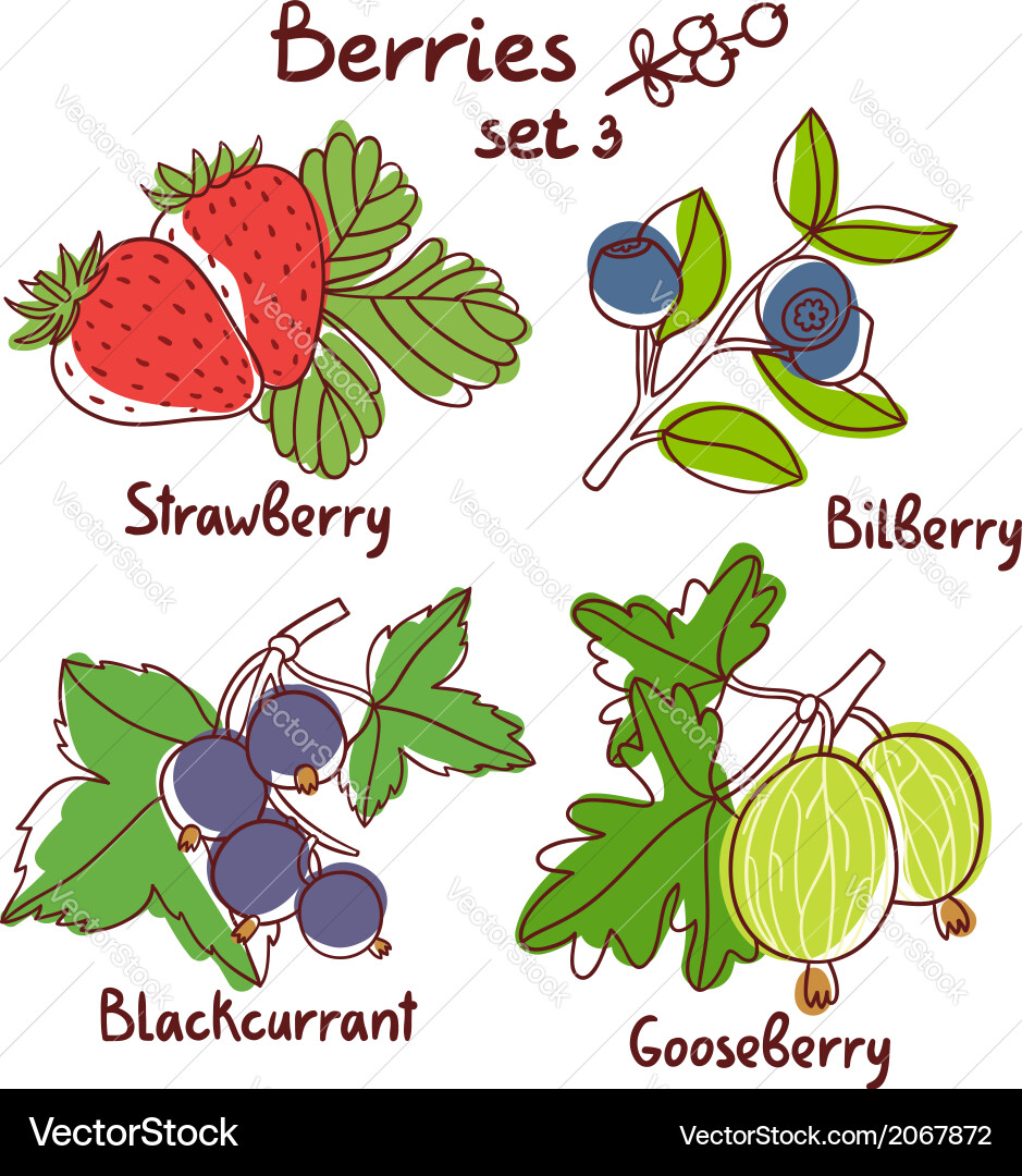 Berries set 3 Royalty Free Vector Image - VectorStock