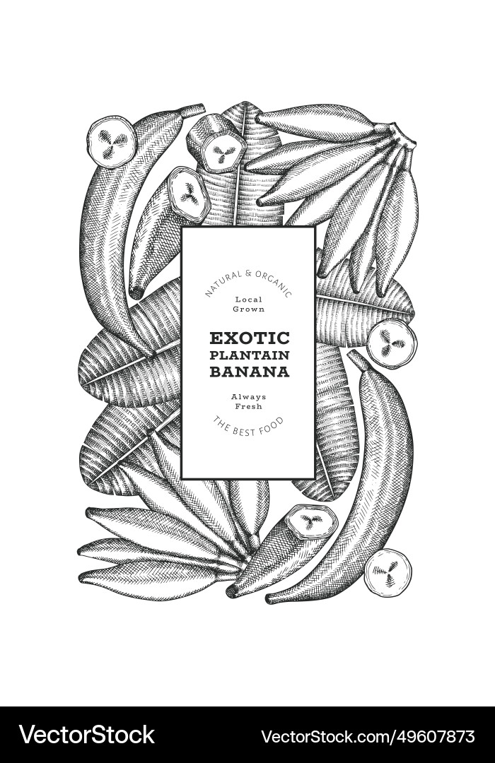 Hand drawn broad beans design template organic Vector Image