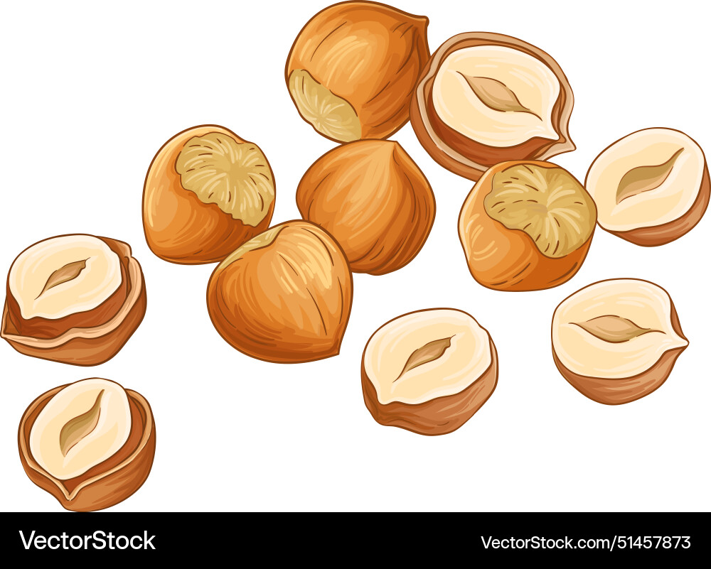 Hazelnut nuts colored detailed Royalty Free Vector Image