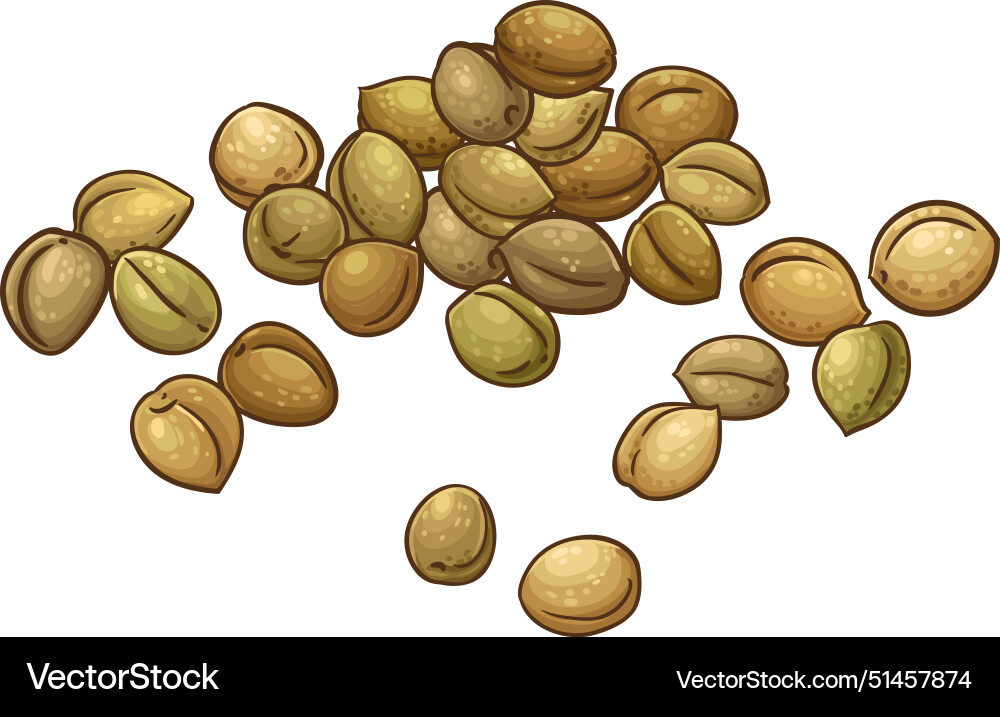 Hemp seeds colored detailed Royalty Free Vector Image