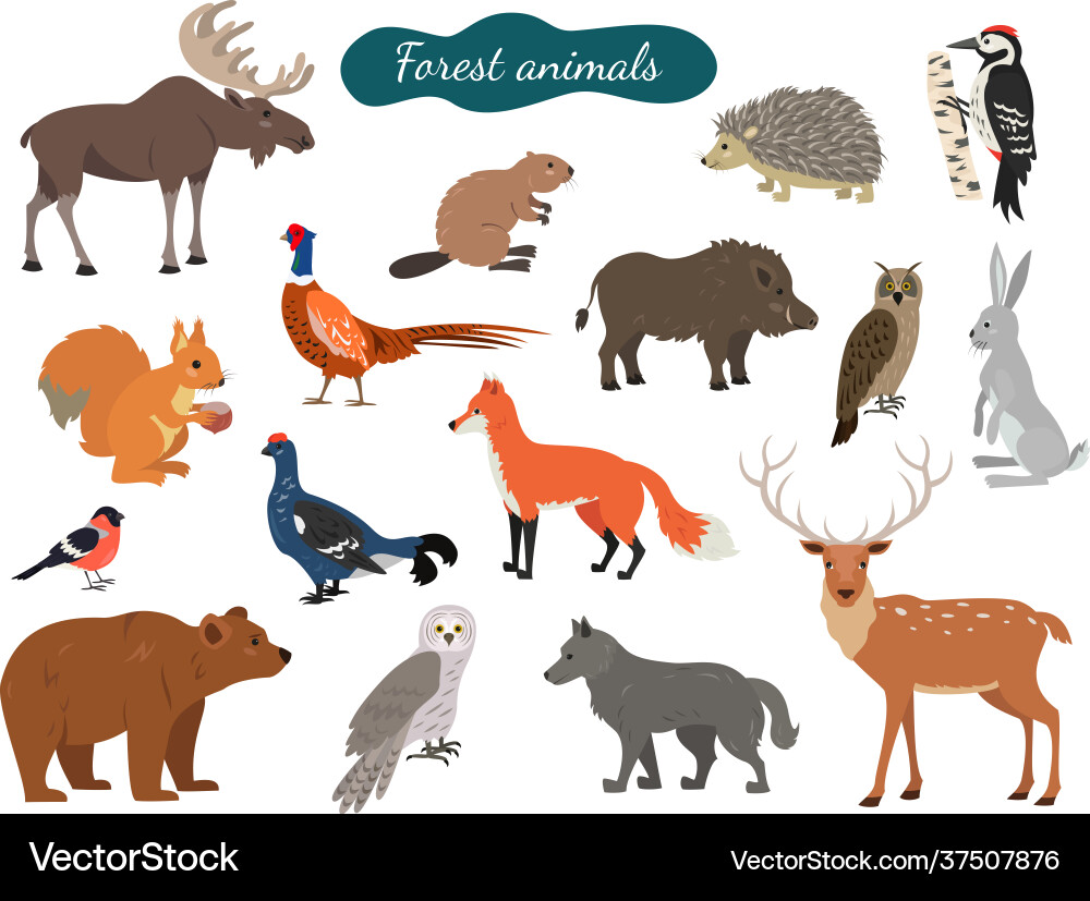 Set forest animals on white background Royalty Free Vector