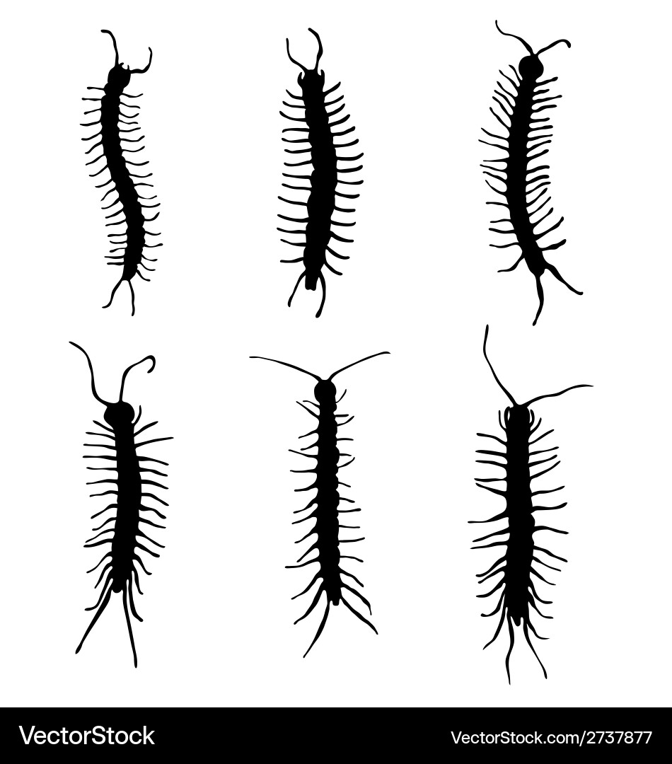 Millipedes Royalty Free Vector Image - VectorStock