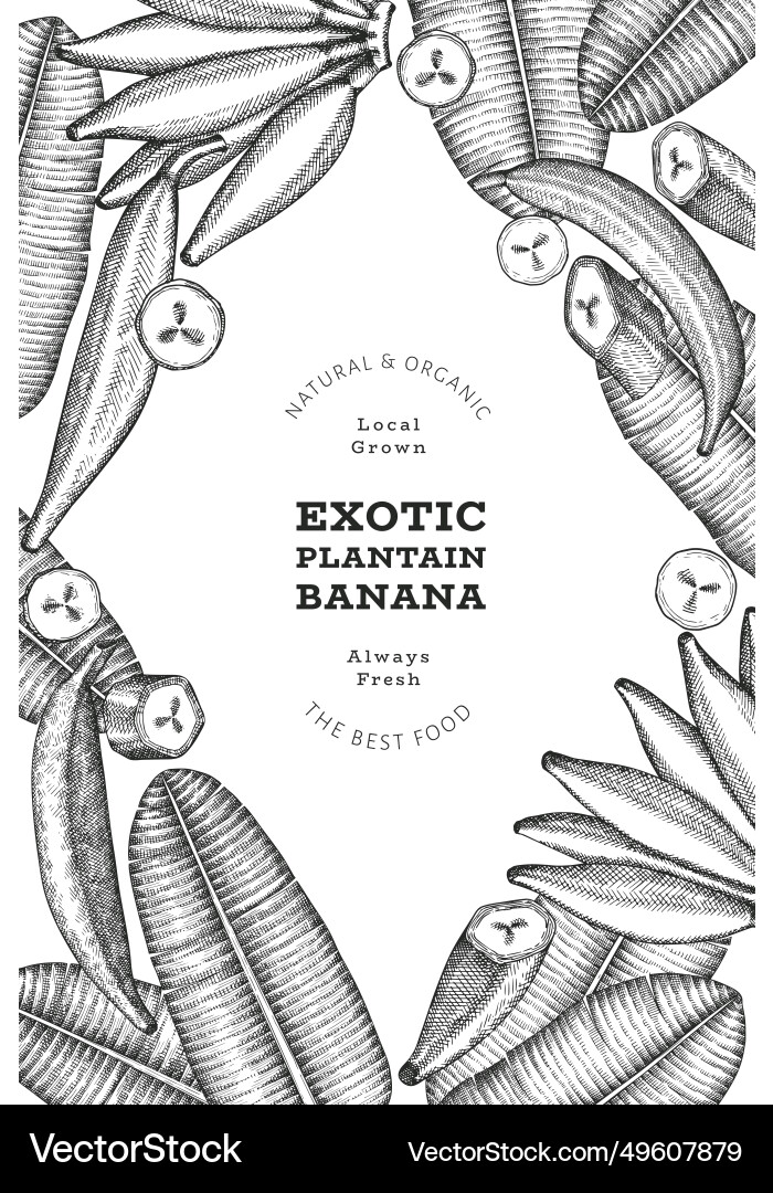 Hand drawn broad beans design template organic Vector Image