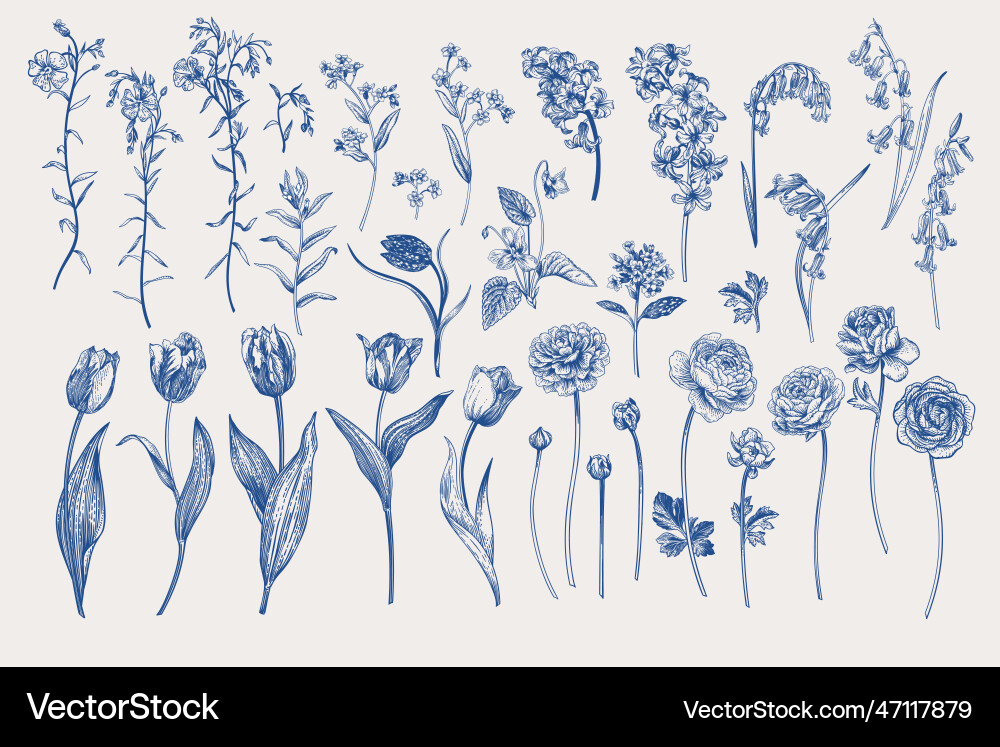 Forget Me not Vector Images (over 2,500)