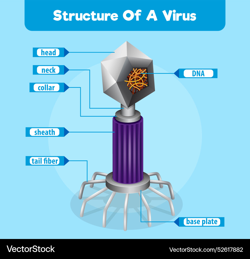 Detailed diagram of a virus structure Royalty Free Vector