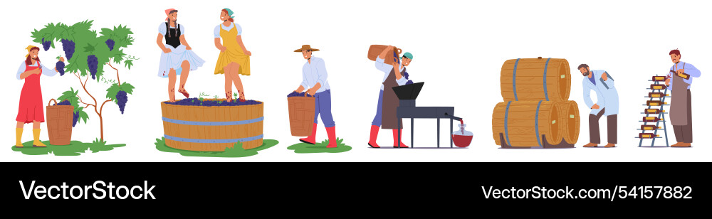 Stages of winemaking from grape harvesting Vector Image