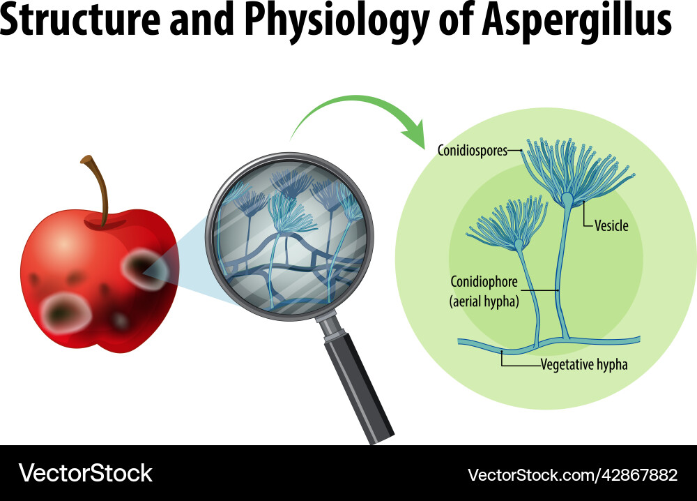 Structure and physiology of apple aspergillus Vector Image