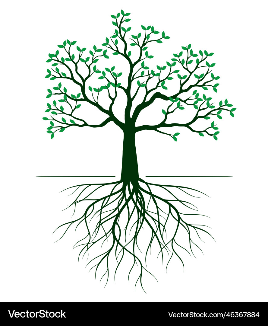Shape of green tree with leaves and roots Vector Image