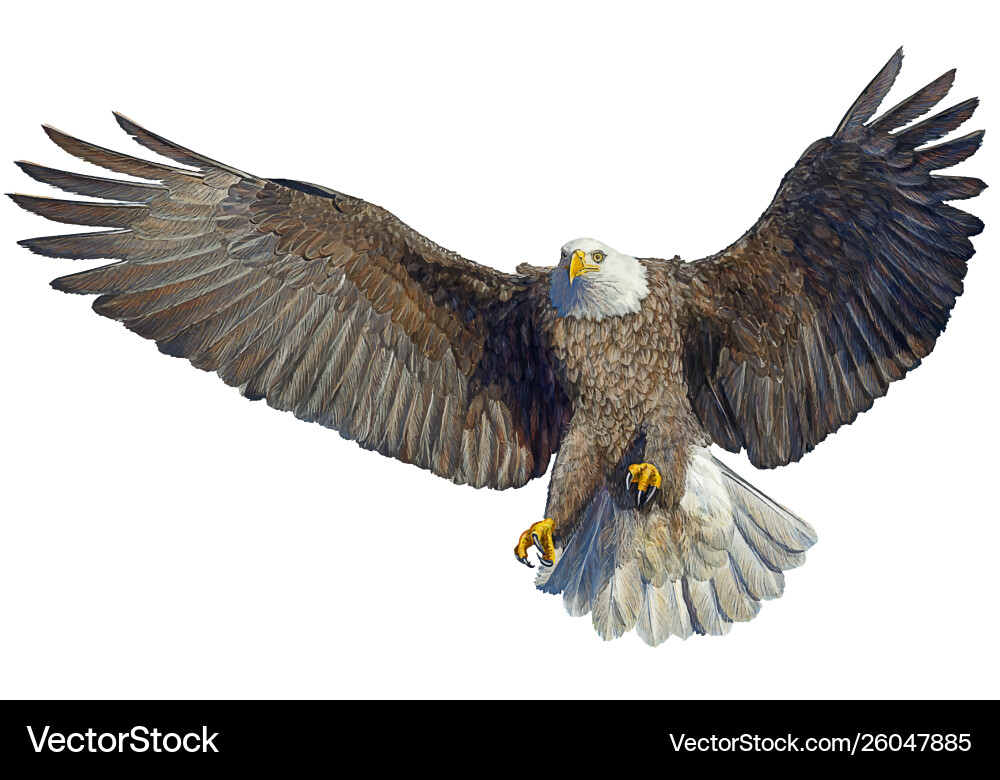 Bald eagle attack swoop on white Royalty Free Vector Image