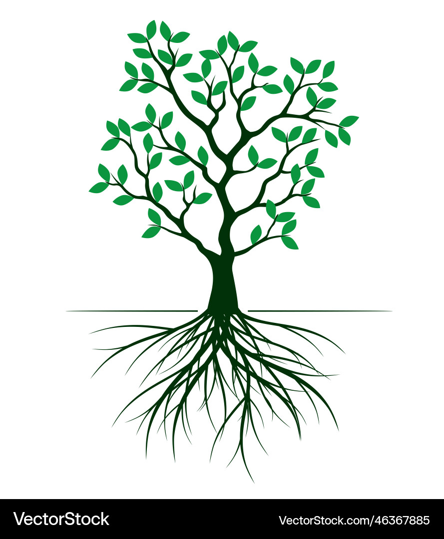 Shape of green tree with leaves and roots Vector Image