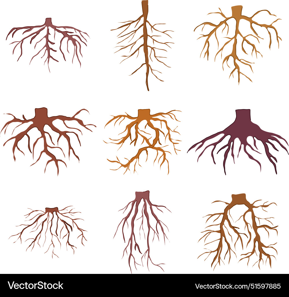 Tree root set cartoon Royalty Free Vector Image