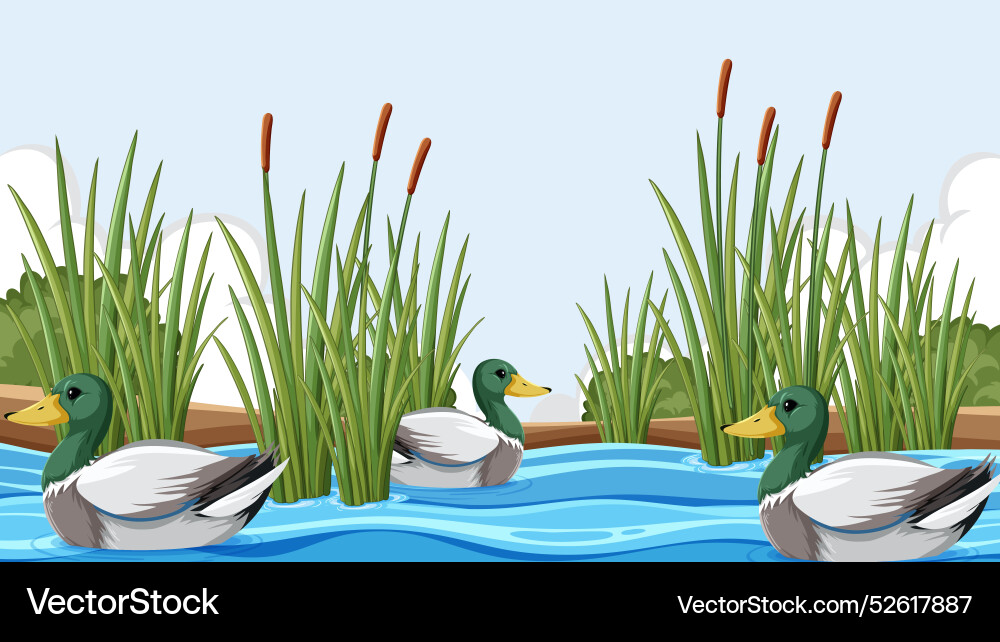 Three ducks swimming among tall reeds Royalty Free Vector