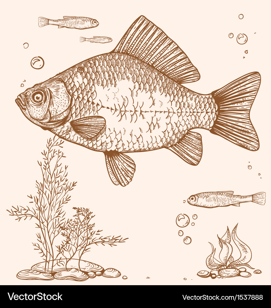 Fish Royalty Free Vector Image - VectorStock