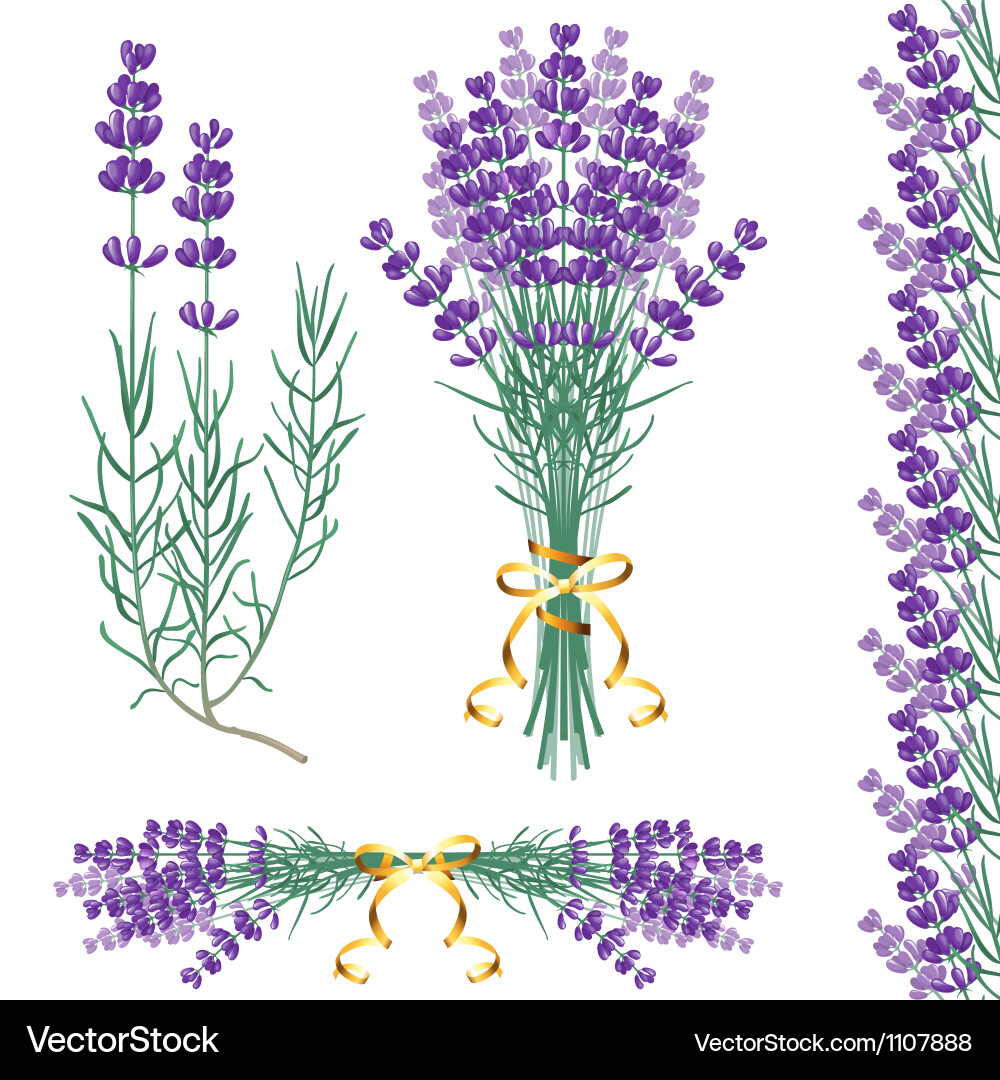Lavender common Royalty Free Vector Image - VectorStock