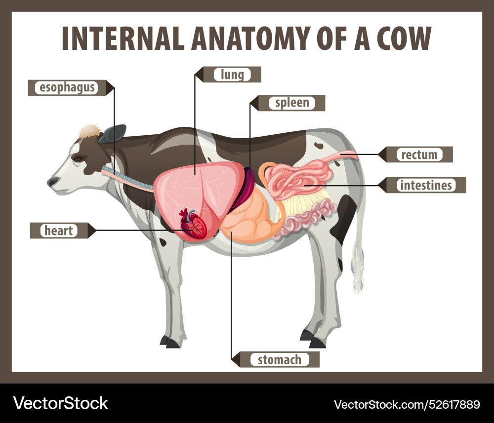 Detailed of cows internal organs Royalty Free Vector Image