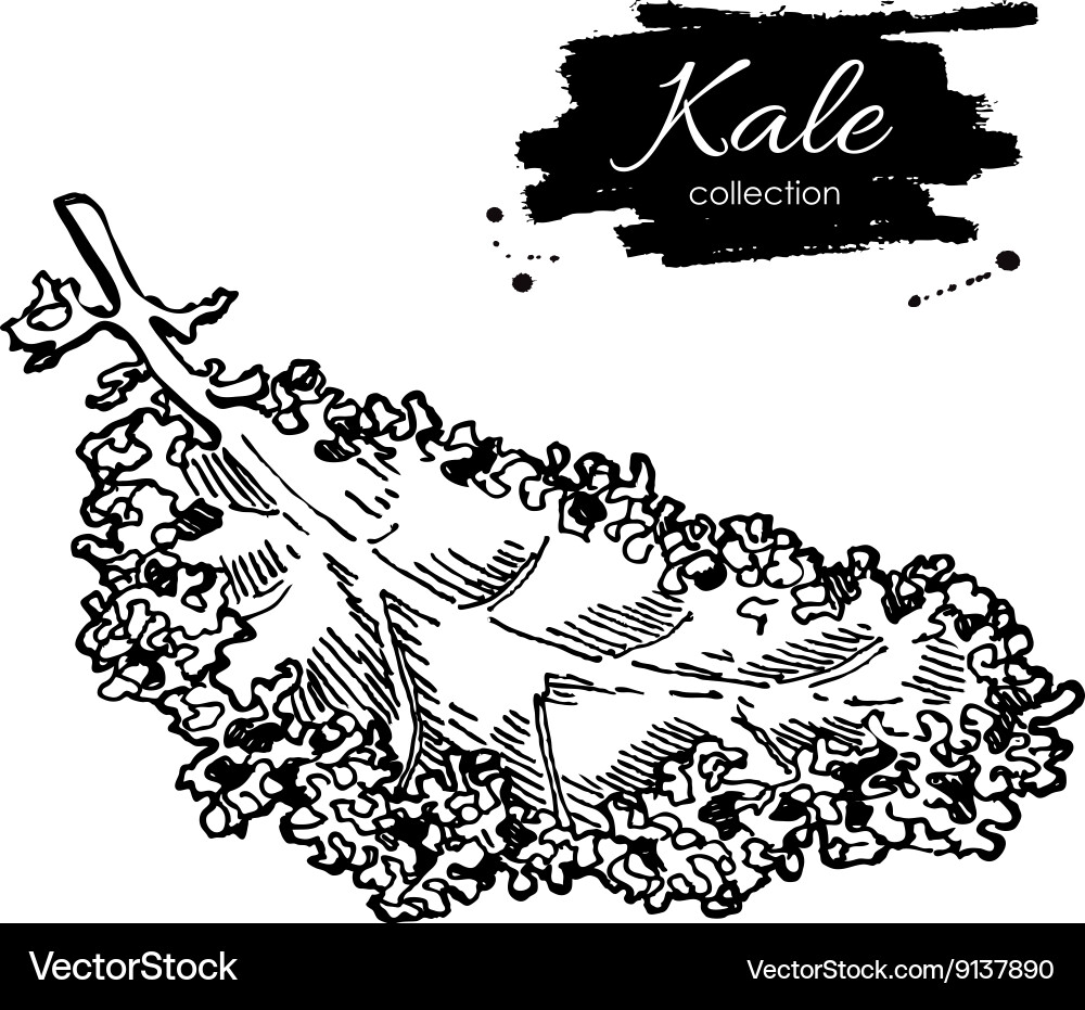 Kale hand drawn vegetable engraved style Vector Image