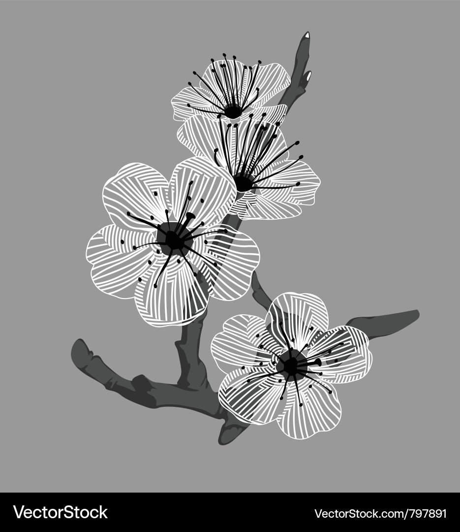 Elegant White Orchid Branch Royalty Free Vector Image