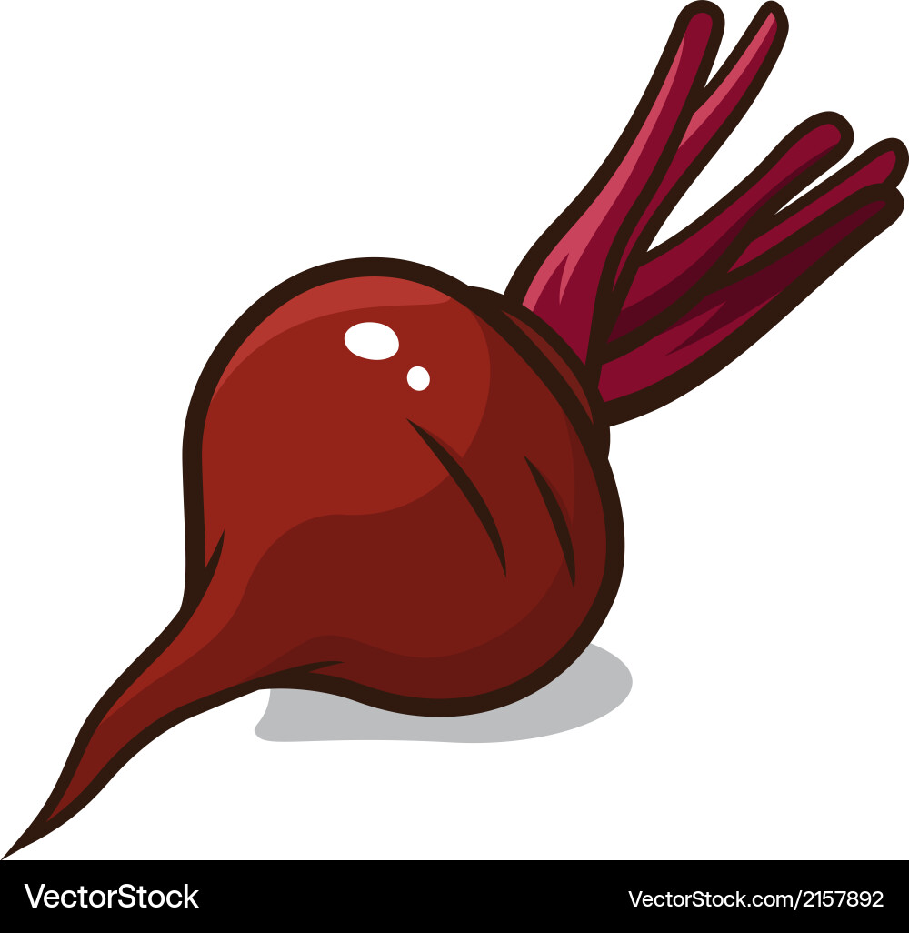 Beetroot Royalty Free Vector Image - VectorStock