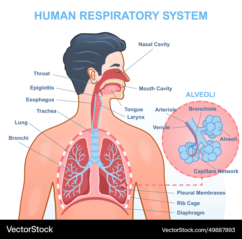 Human Respiratory System Royalty Free Vector Image