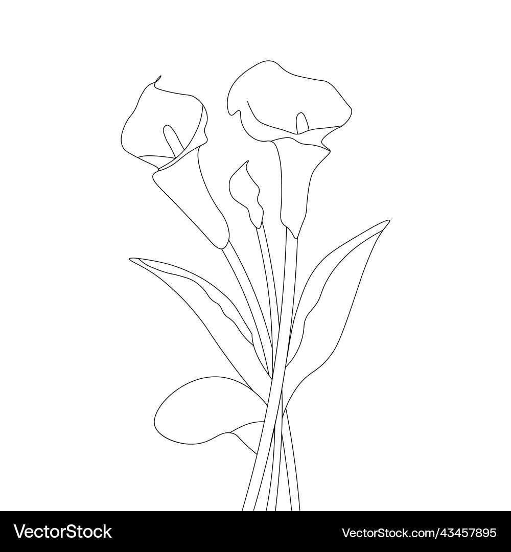 Calla flower coloring book page isolated white Vector Image