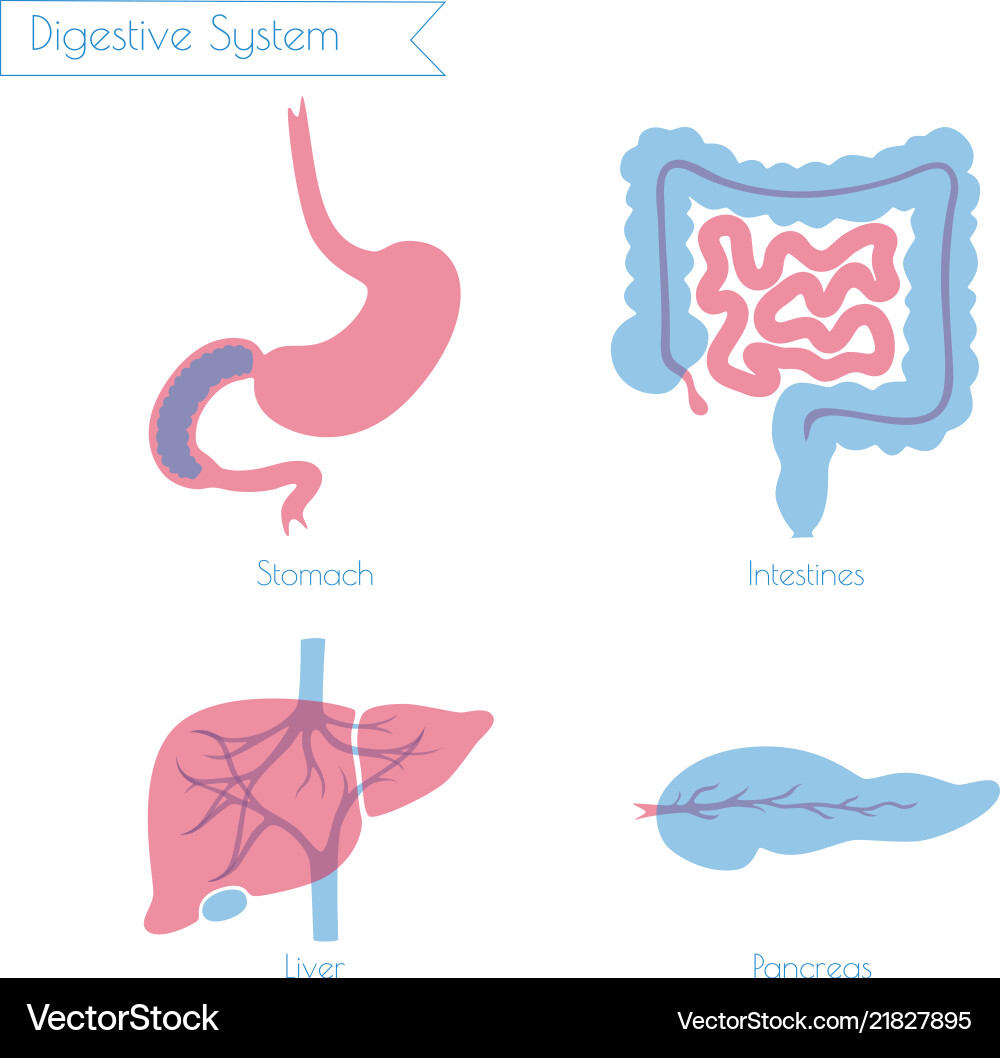 Human Digestive System Anatomy Royalty Free Vector Image