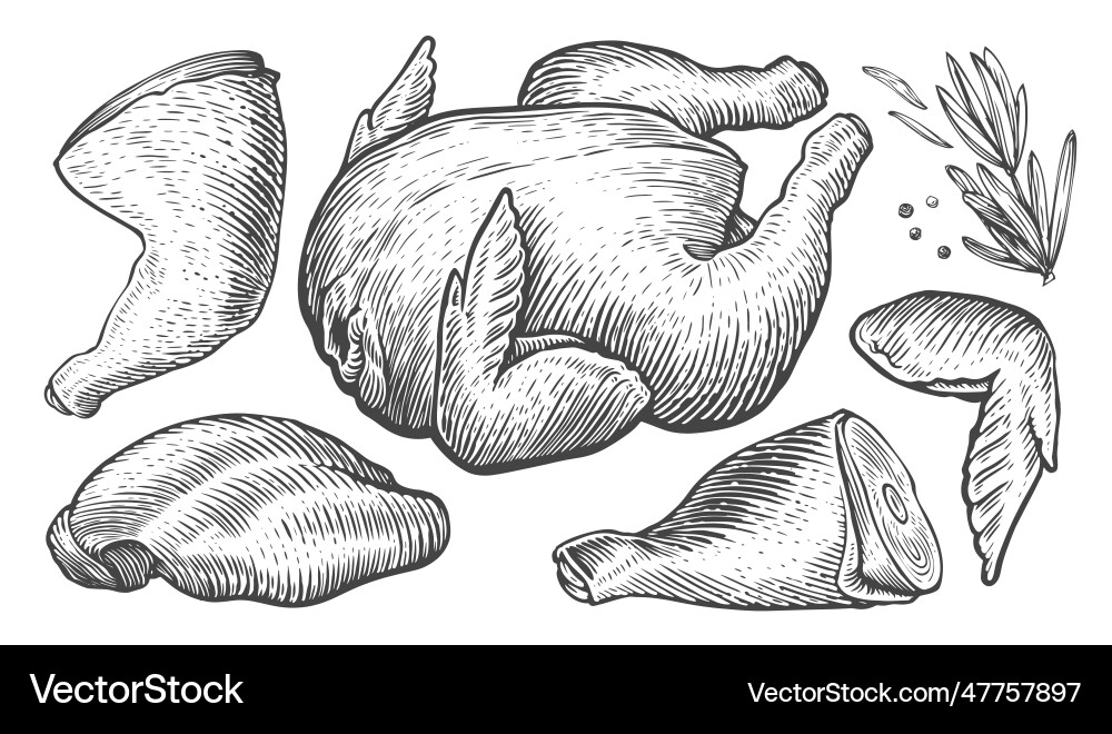 Whole raw chicken carcass and parts of meat Vector Image