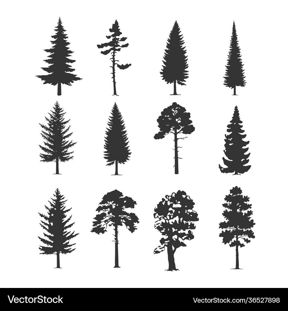 Set coniferous trees Royalty Free Vector Image