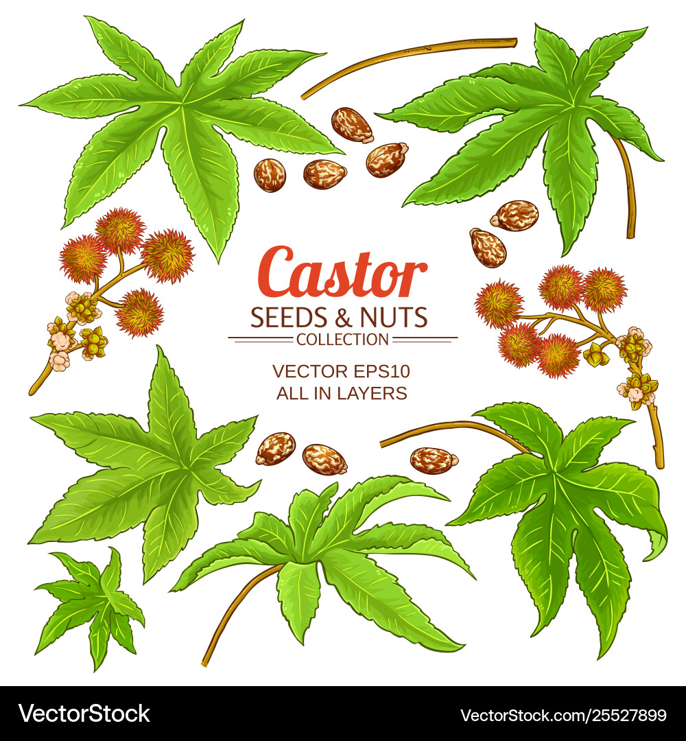 Castor elements set Royalty Free Vector Image - VectorStock