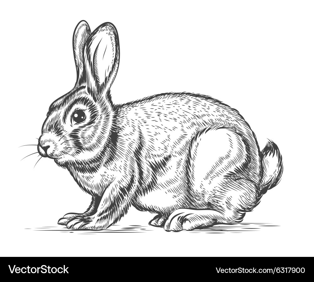 Hand drawn rabbit in engraving style Royalty Free Vector
