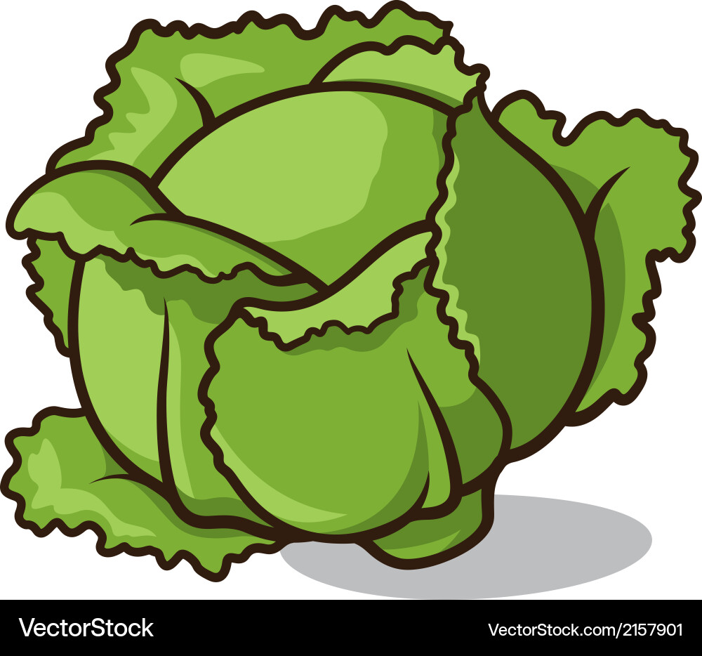 Cabbage Royalty Free Vector Image - VectorStock