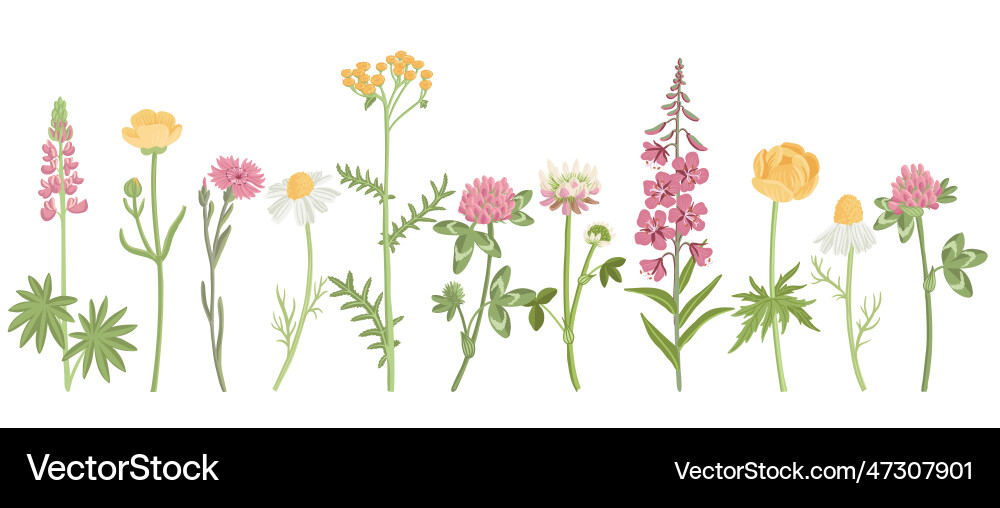 Drawing wild flowers Royalty Free Vector Image