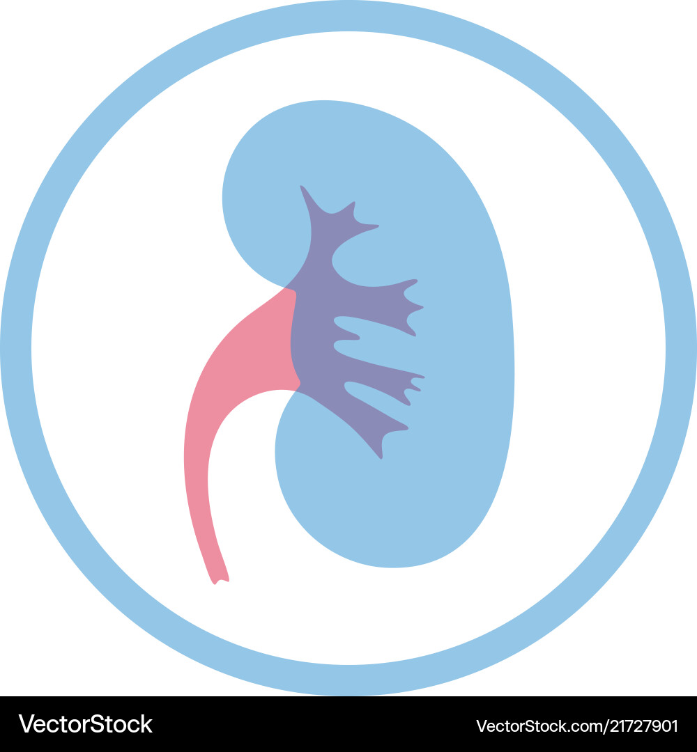 Isolated of kidney Royalty Free Vector Image - VectorStock