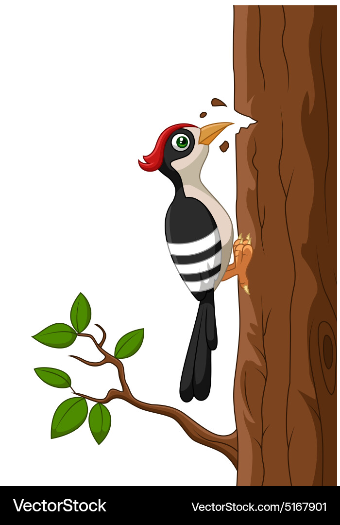 Woodpecker bird cartoon Royalty Free Vector Image