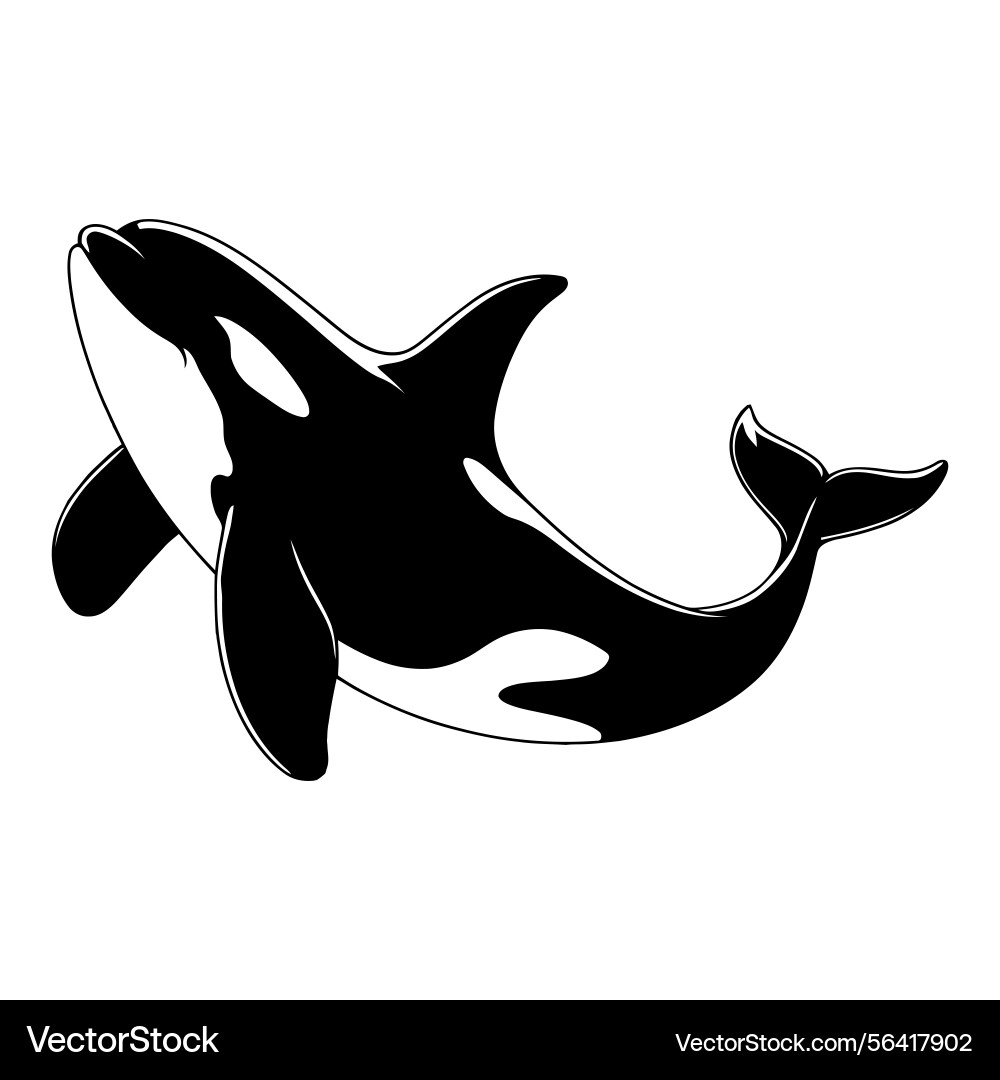 Orca silhouette Royalty Free Vector Image - VectorStock