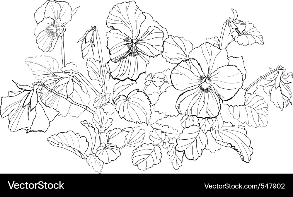 Viola Flower Drawing Original Watercolor Painting Sweet Violet