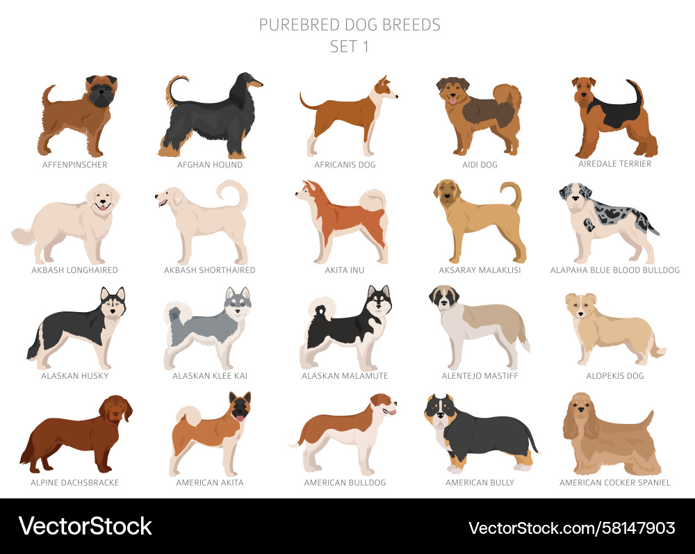 Dog Breed Collection - 28 Breeds Royalty Free Vector Image