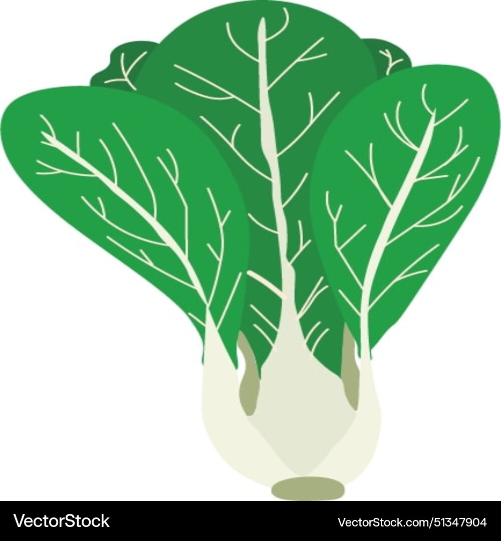Pechay filipino vegetable Royalty Free Vector Image