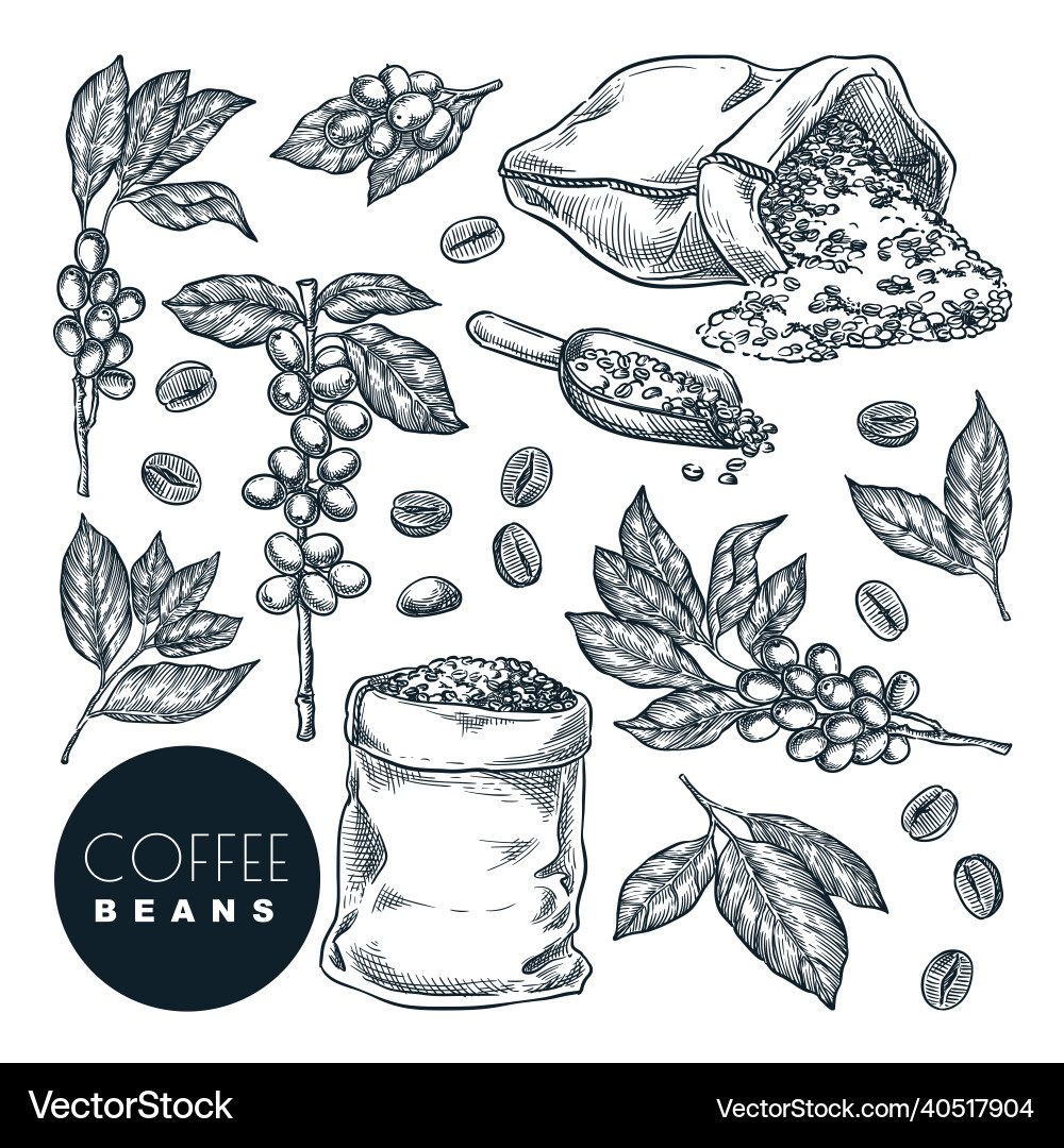 Raw coffee crop sketch Royalty Free Vector Image