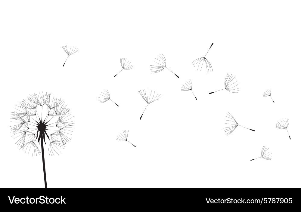 Dandelion Royalty Free Vector Image - VectorStock