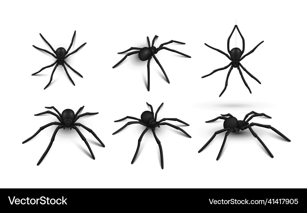 Realistic Black Spider Collection Royalty Free Vector Image