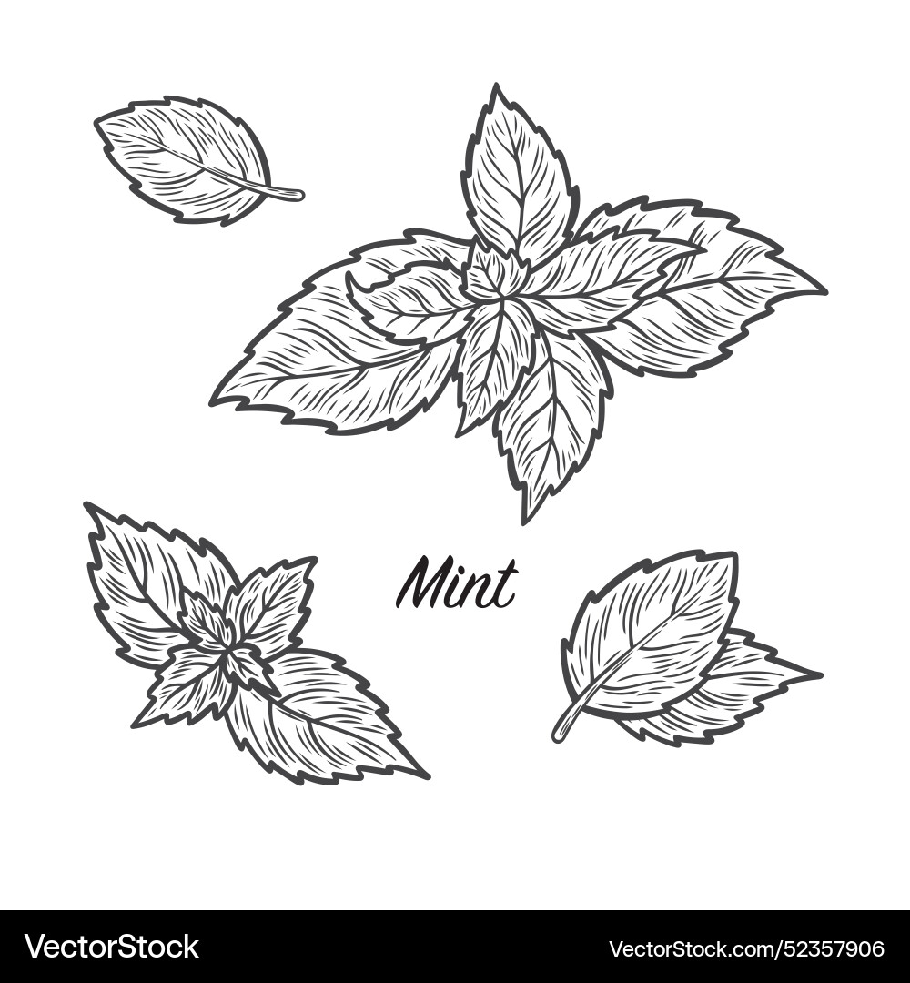 Mint leaves set Royalty Free Vector Image - VectorStock