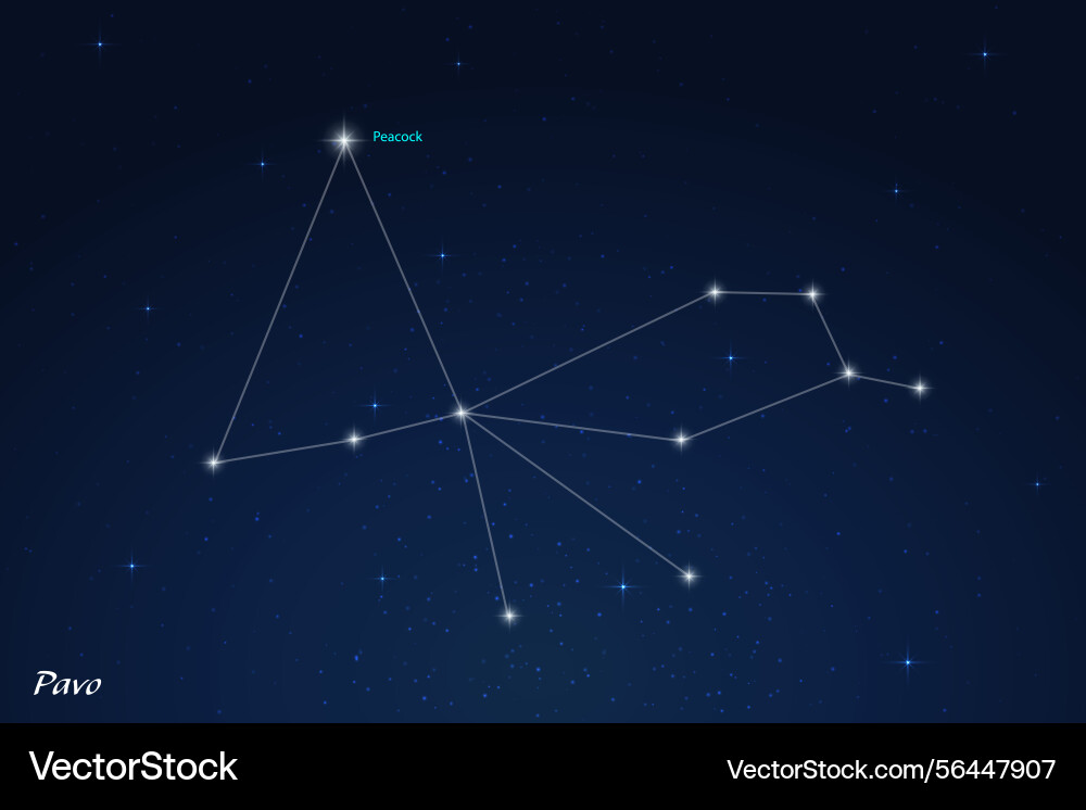 Pavo Vector Images (64)