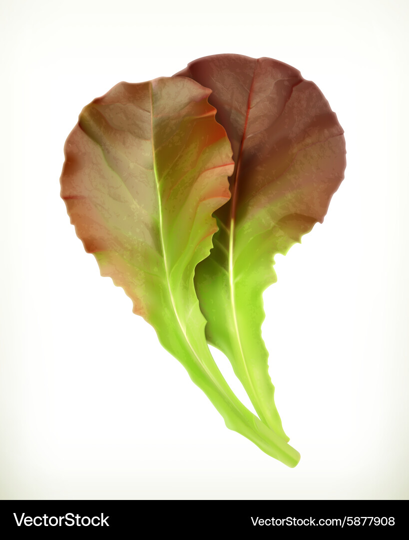Lettuce leaves Royalty Free Vector Image - VectorStock